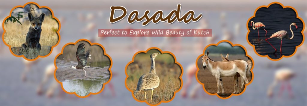 Dasada – Perfect to Explore Wild Beauty of Kutch | Blog