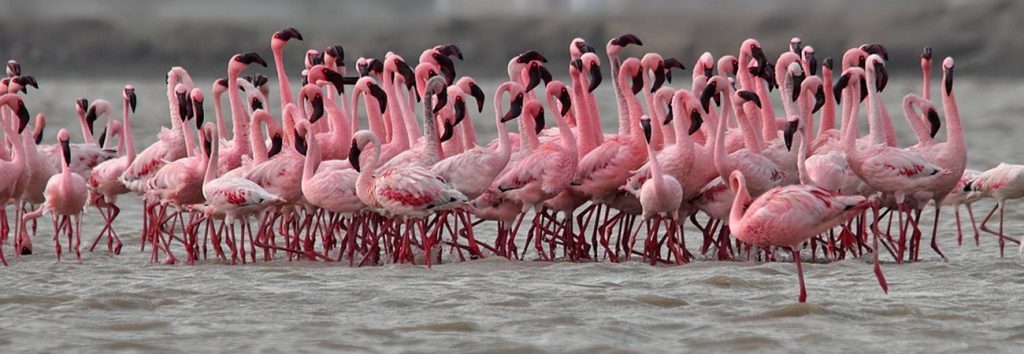 Flamingo City in Kutch | Blog
