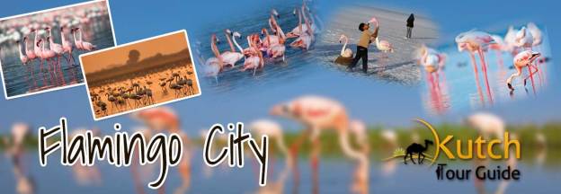 Flamingo City in Kutch | Blog